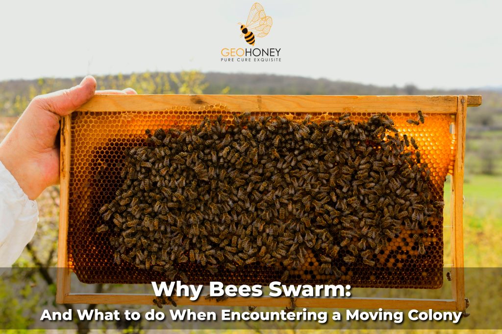 Why Bees Swarm | How to Respond to a Moving Colony | Geohoney